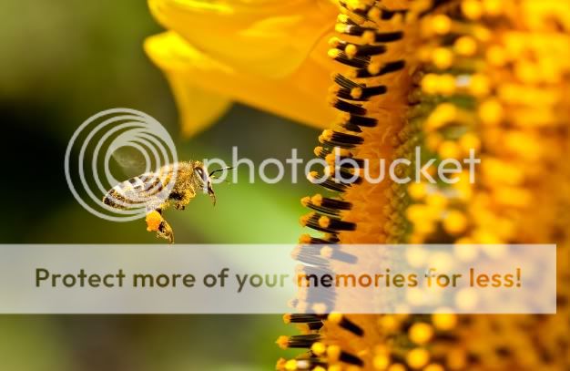 Pollination Animated Gifs | Photobucket